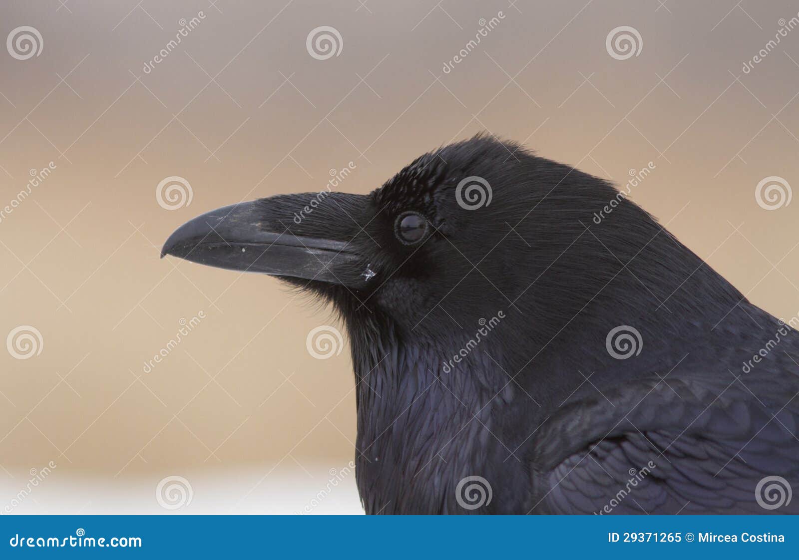 Perfil do corvo imagem de stock. Imagem de cultura, animal - 29371265