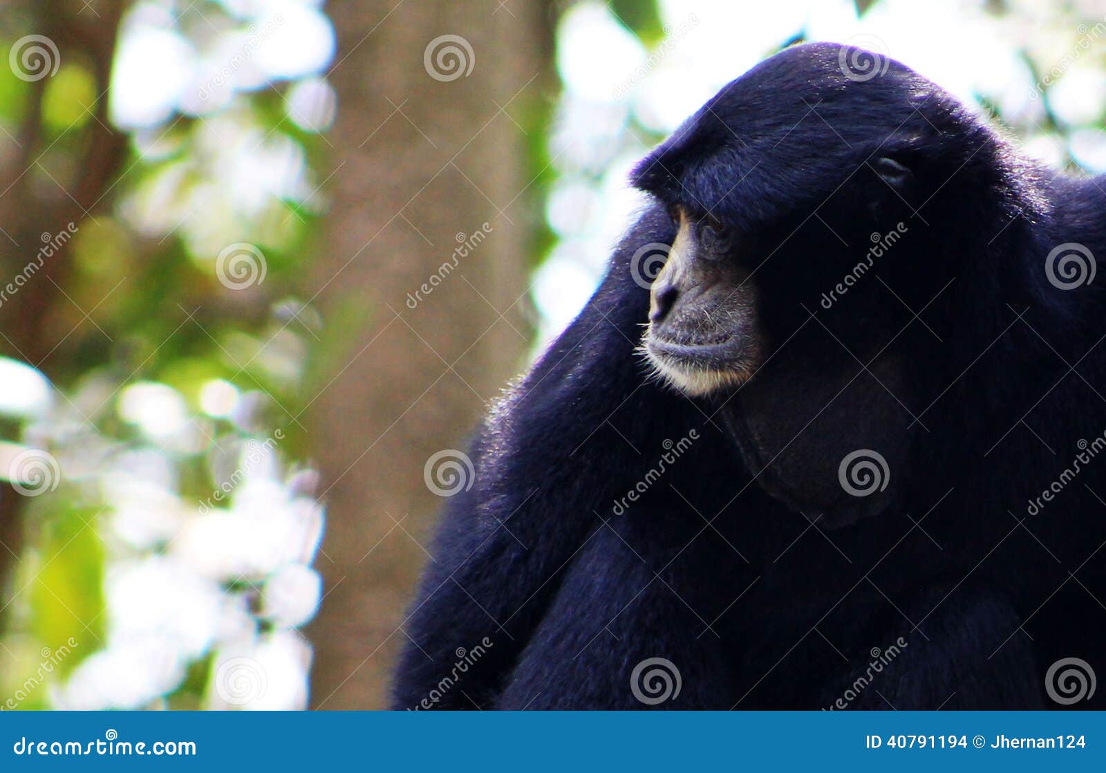 Perfil do macaco foto de stock. Imagem de miami, lado - 40791194