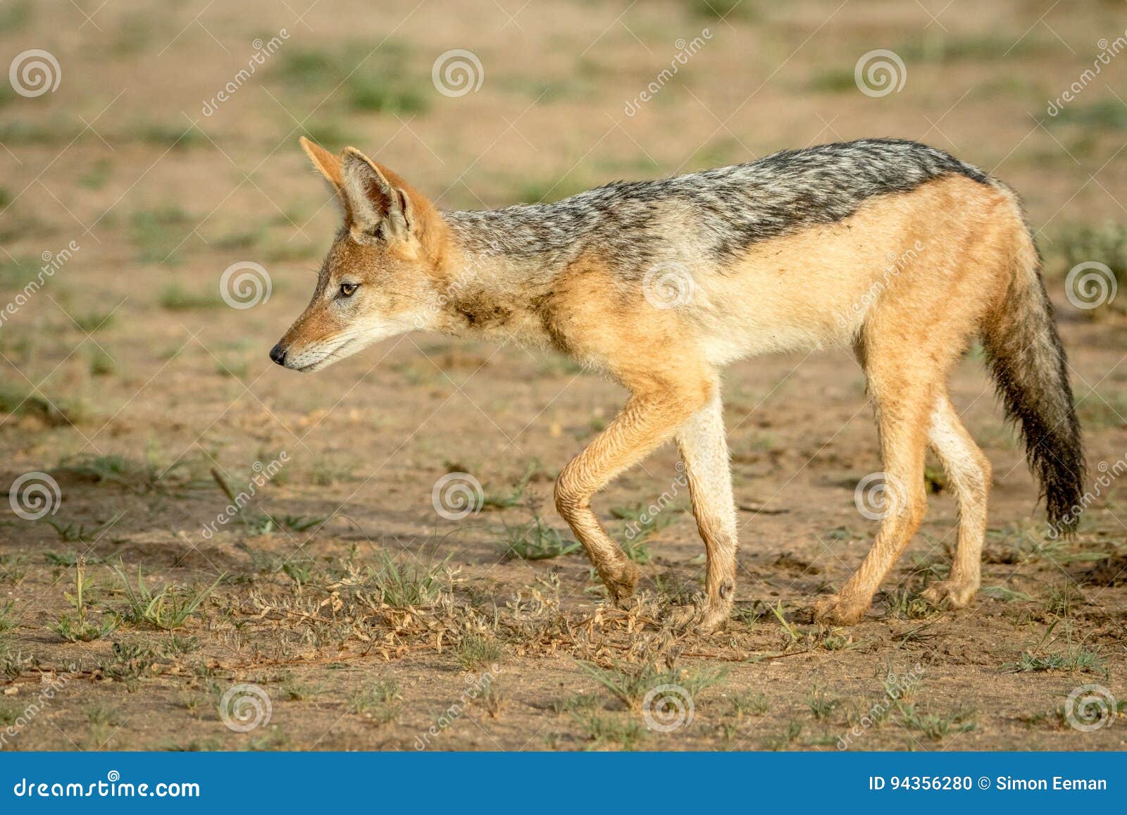 Perfil Lateral De Un Chacal De Espalda Negra Foto de archivo - Imagen ...