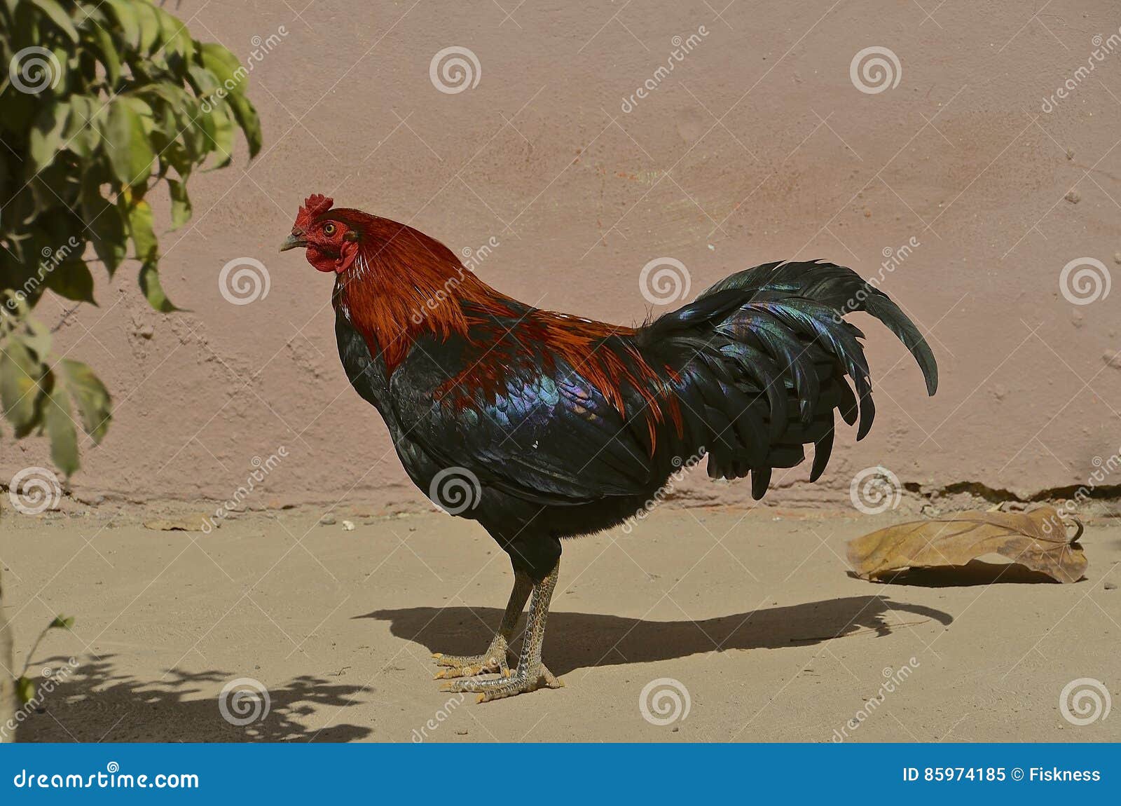 Perfil Lateral De Un Gallo Hermoso Imagen de archivo - Imagen de ...
