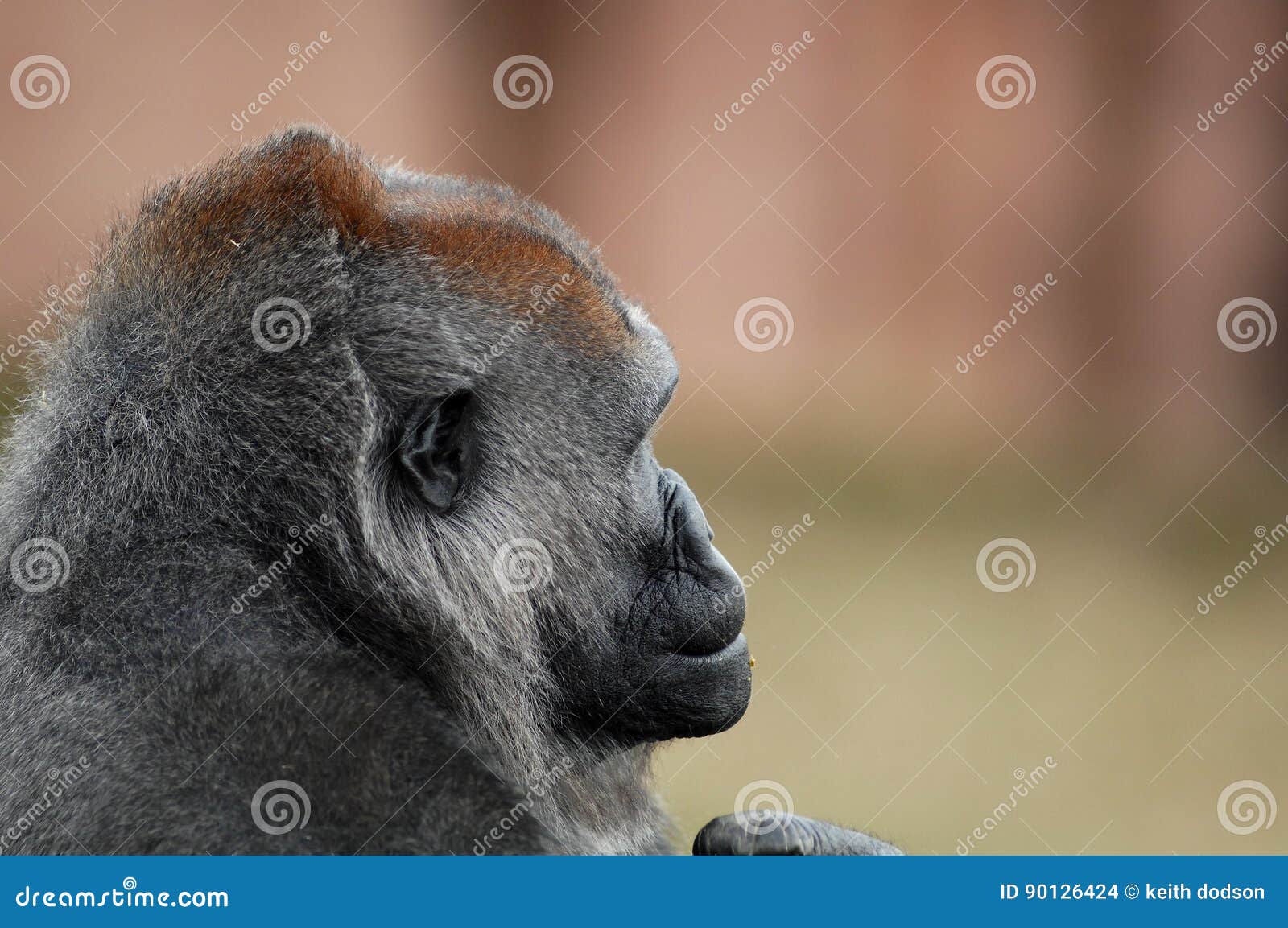 Perfil lateral del mono foto de archivo. Imagen de cautiverio - 90126424