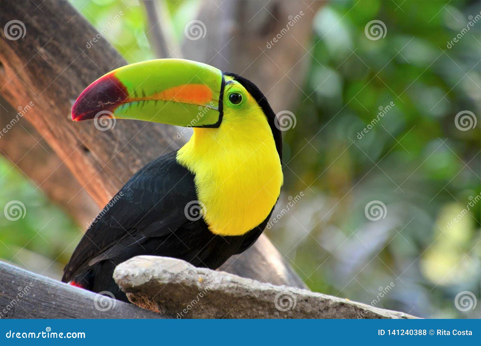 Perfil portrait of tucan stock photo. Image of passaro - 141240388