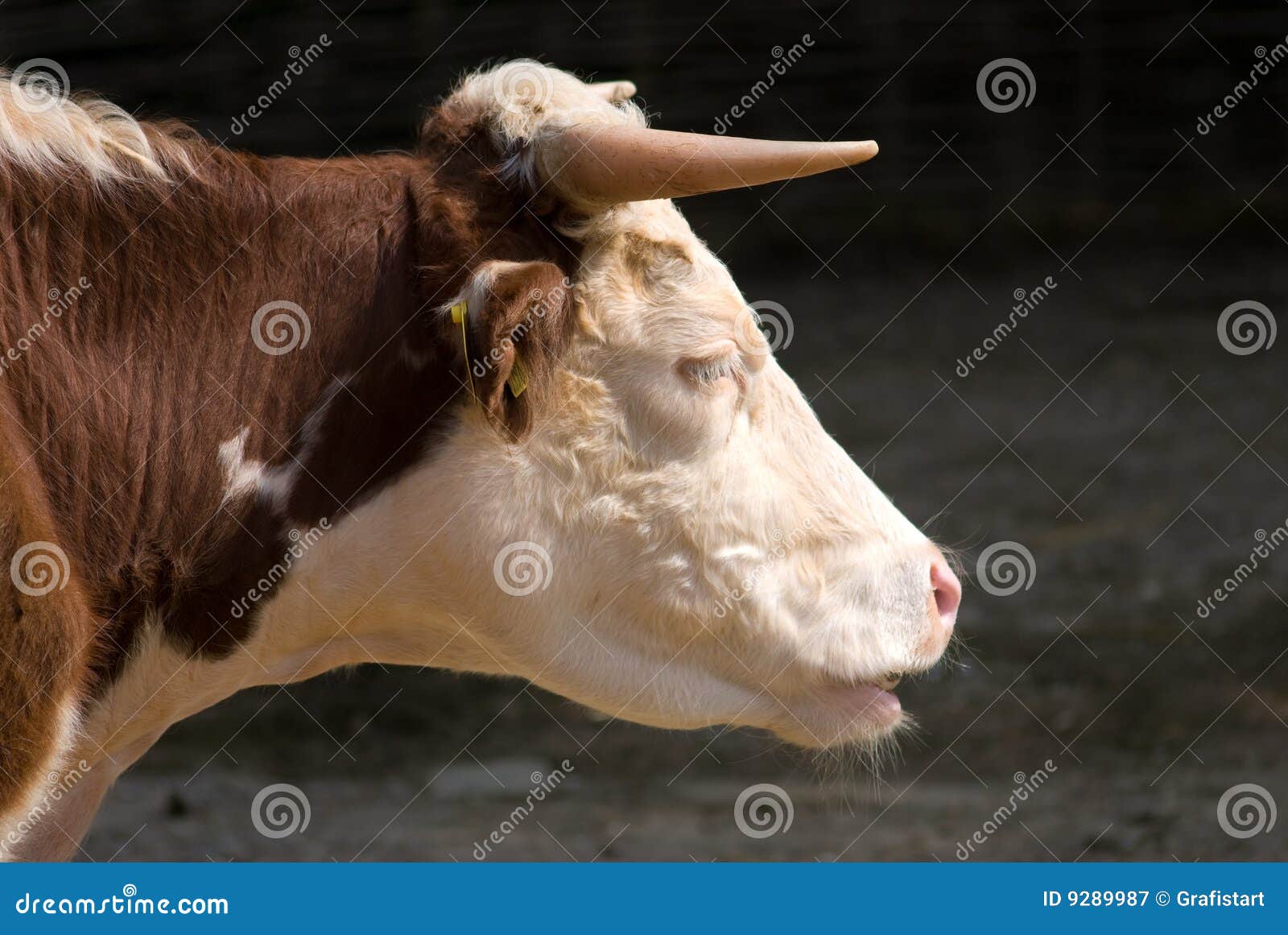 Perfil Principal De La Cara Del Primer De La Vaca Imagen de archivo ...