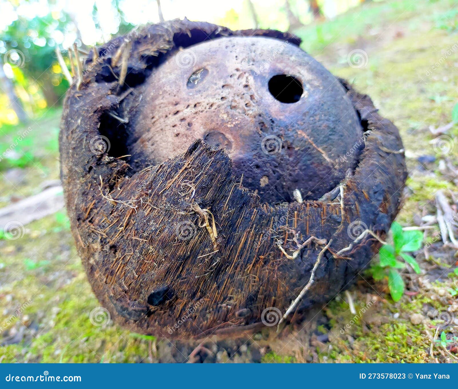 Perforated Coconut Shell and Damaged Coir Stock Image - Image of ...