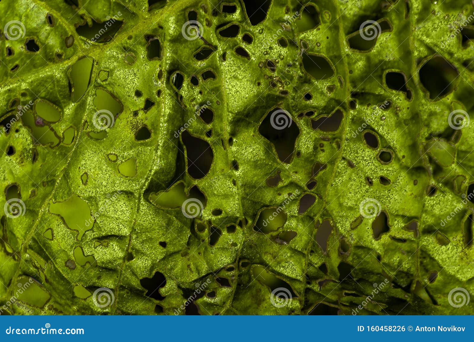 Perforated Leaf. Closeup of Green Leaf Stock Photo - Image of ...