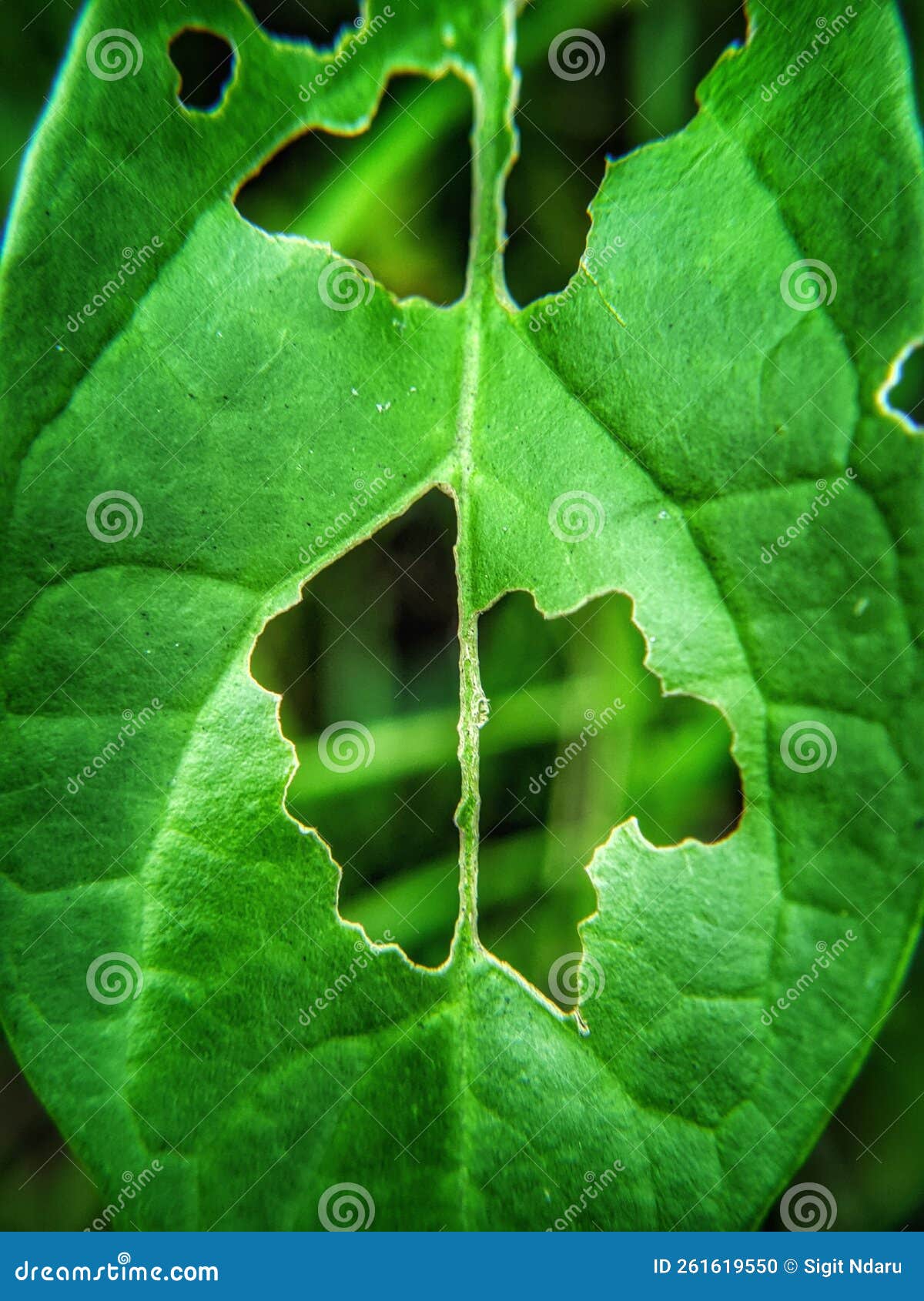 Perforated Leaf Pattern because it is Eaten by Insects Stock Photo ...