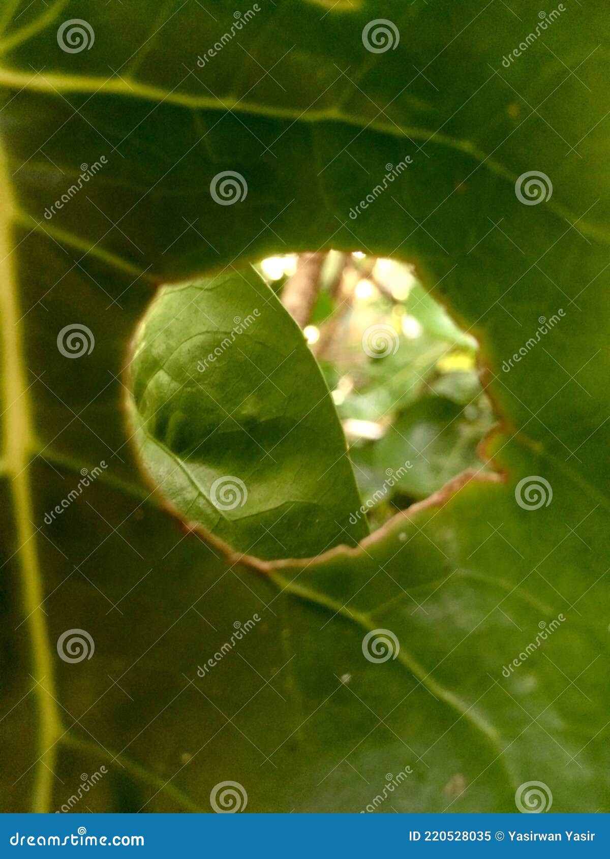 Perforated leaves stock image. Image of perforated, leaves - 220528035