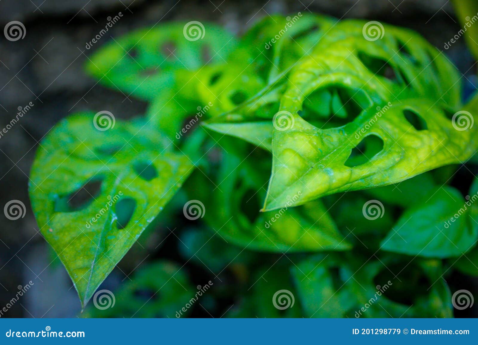Perforated Widow Plant Royalty-Free Stock Image | CartoonDealer.com ...