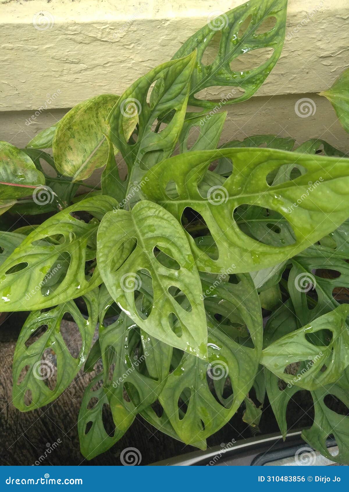 Perforated Widow Leaf Plant Stock Photo - Image of widow, plant: 310483856