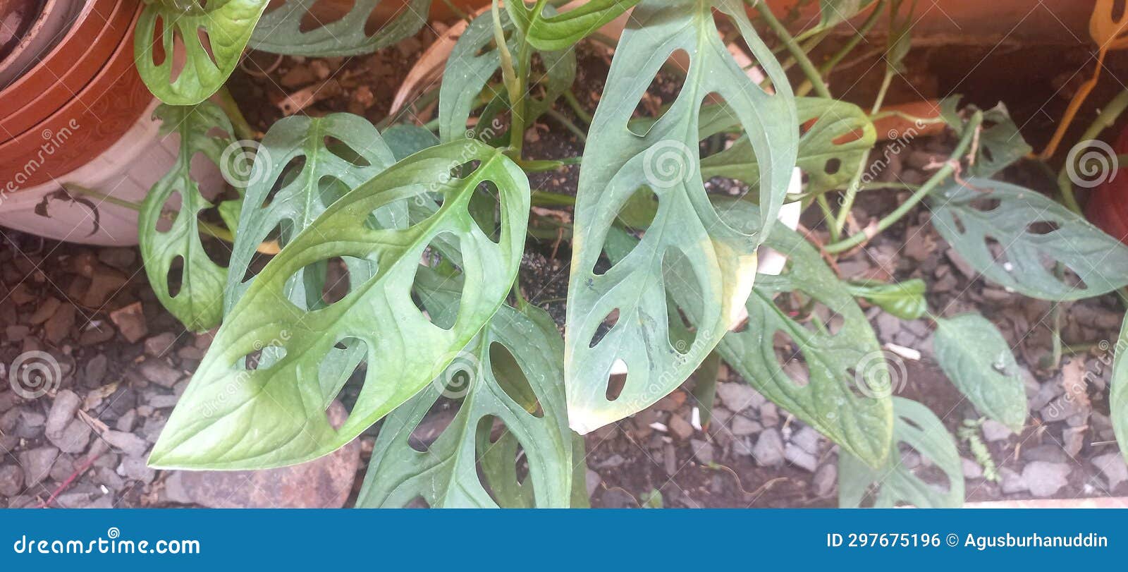 Perforated widow leaves stock photo. Image of perforated - 297675196