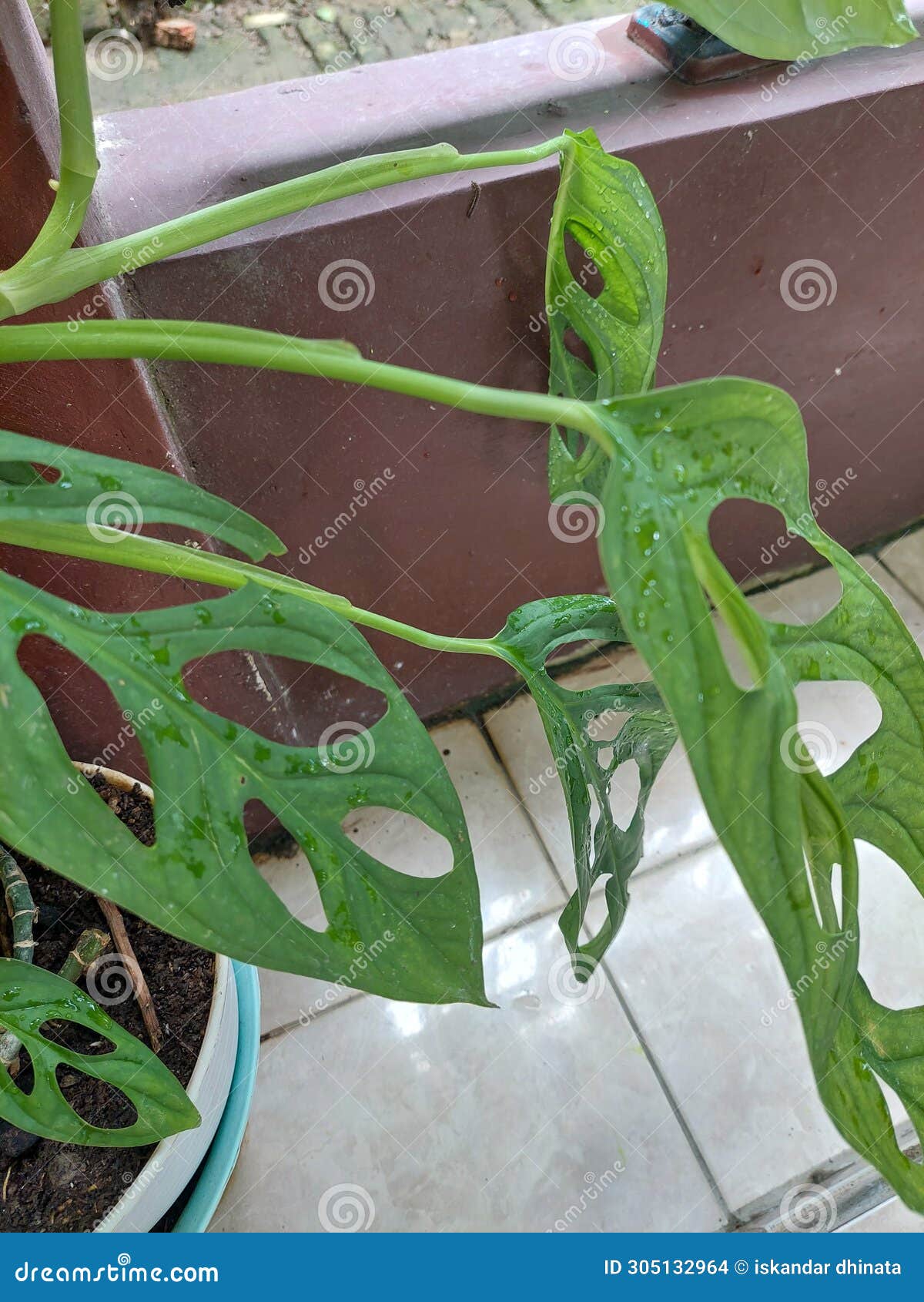 Perforated widow plant stock photo. Image of perforated - 305132964