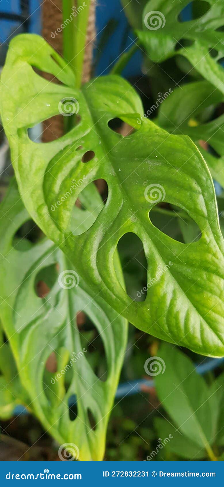 Perforated Widow Plant that Grows in Flower Pots on My Terrace Stock ...