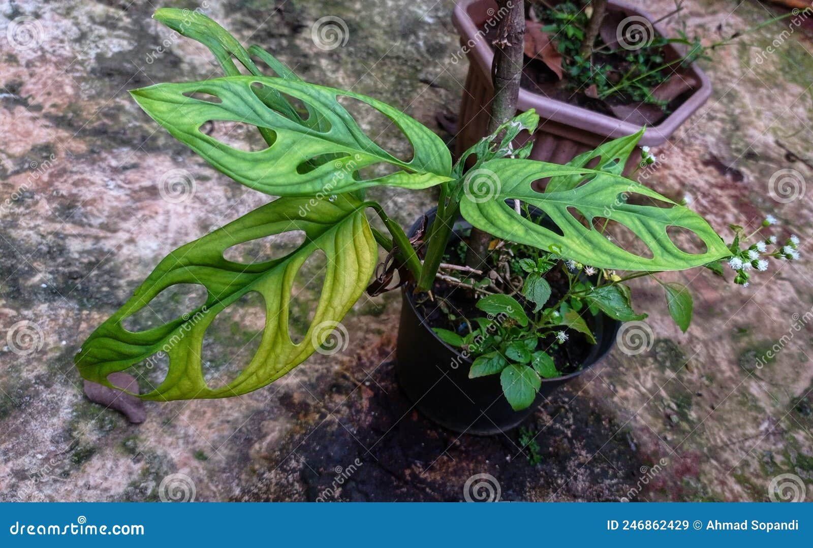 Perforated Widow Plant in the Pot Stock Image - Image of wildflower ...