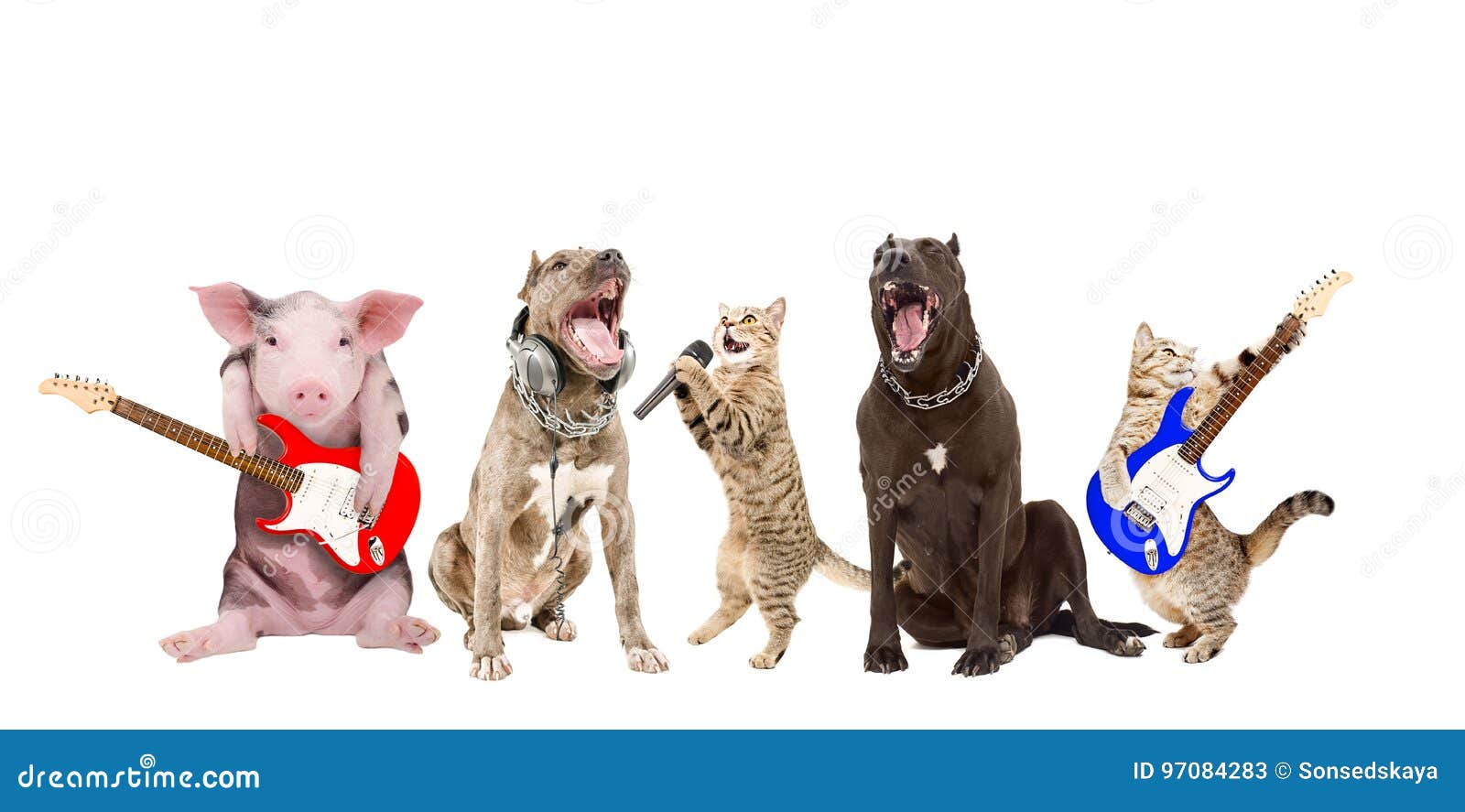 Performance of Animal Musicians Stock Image - Image of boar, canine ...