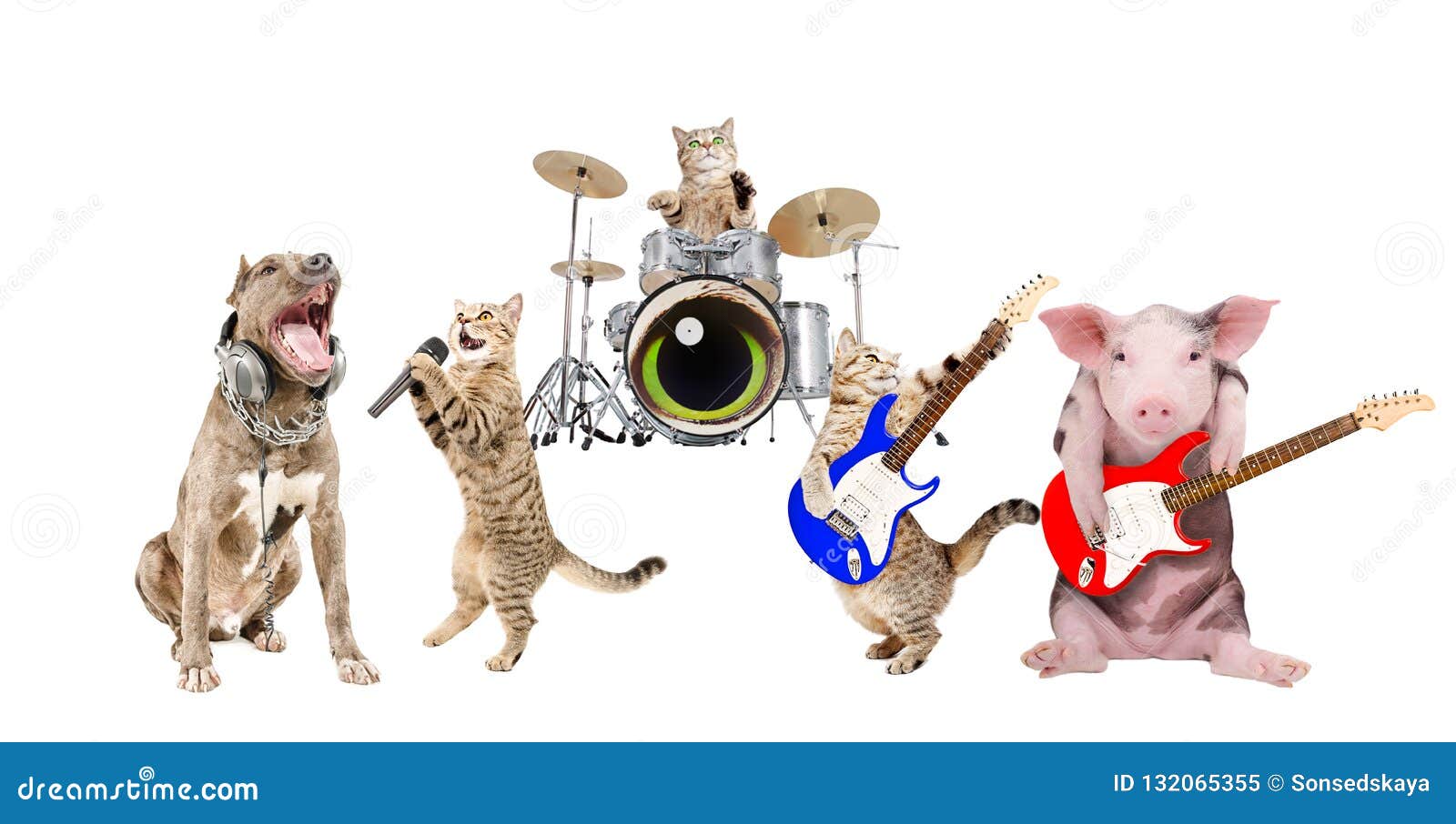 1,548 Animals Band Stock Photos - Free & Royalty-Free Stock Photos from ...