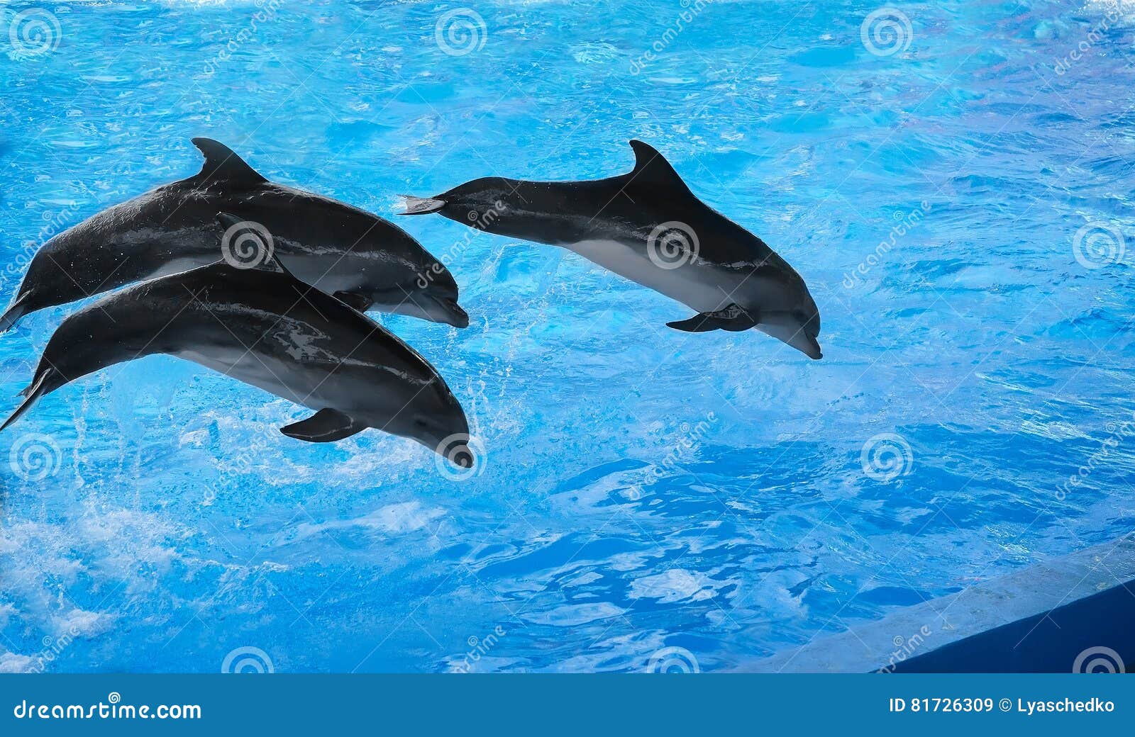 The Performance of the Dolphins in Dolphinariums. Stock Image - Image ...