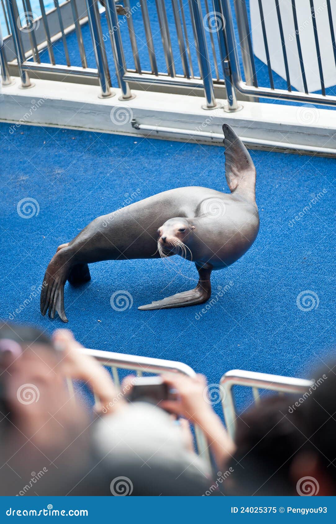 A performance of the seal stock image. Image of blue - 24025375