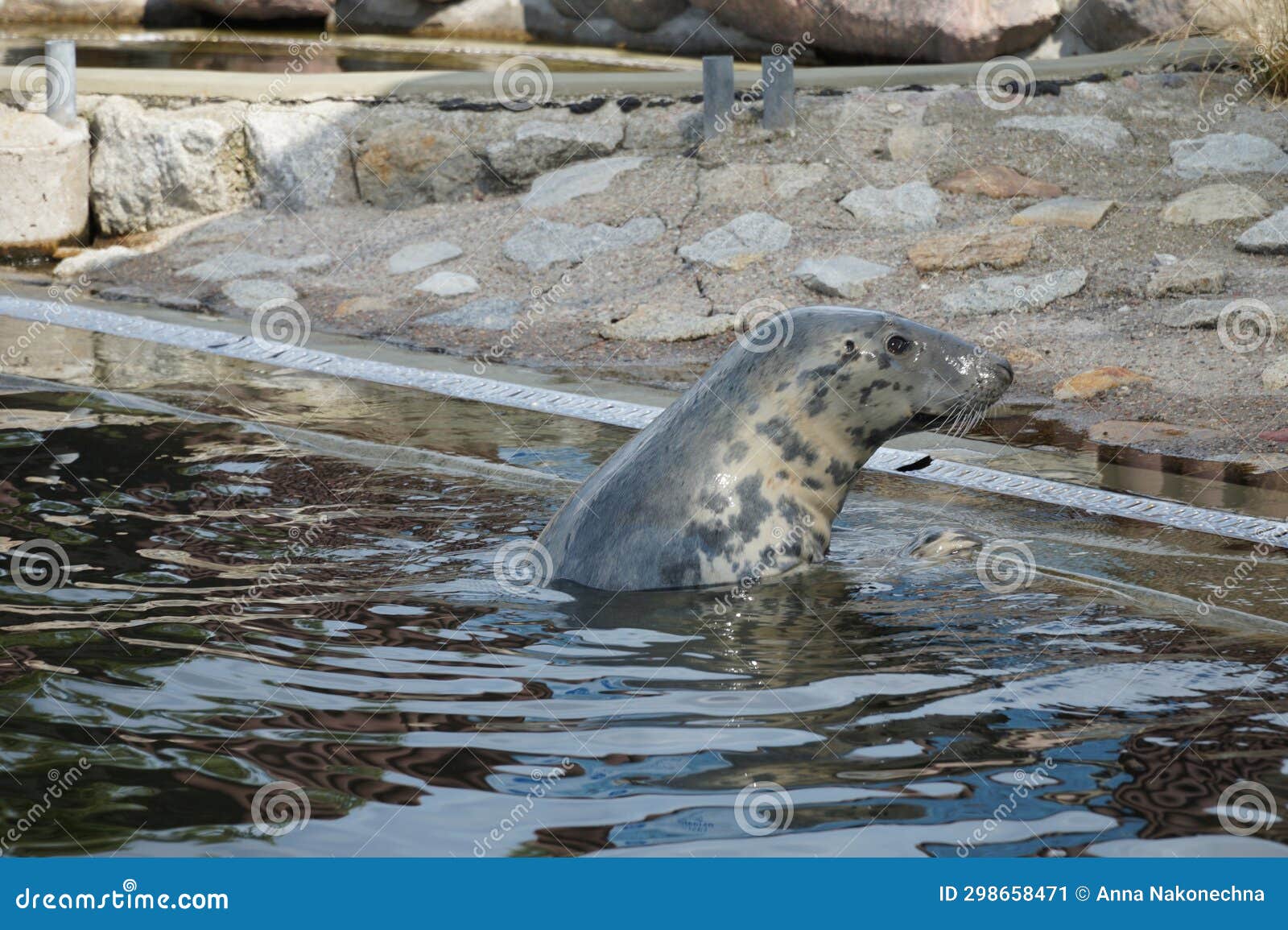 Performance of Seals at the Seal Museum on the Hel Spit. Stock Image ...