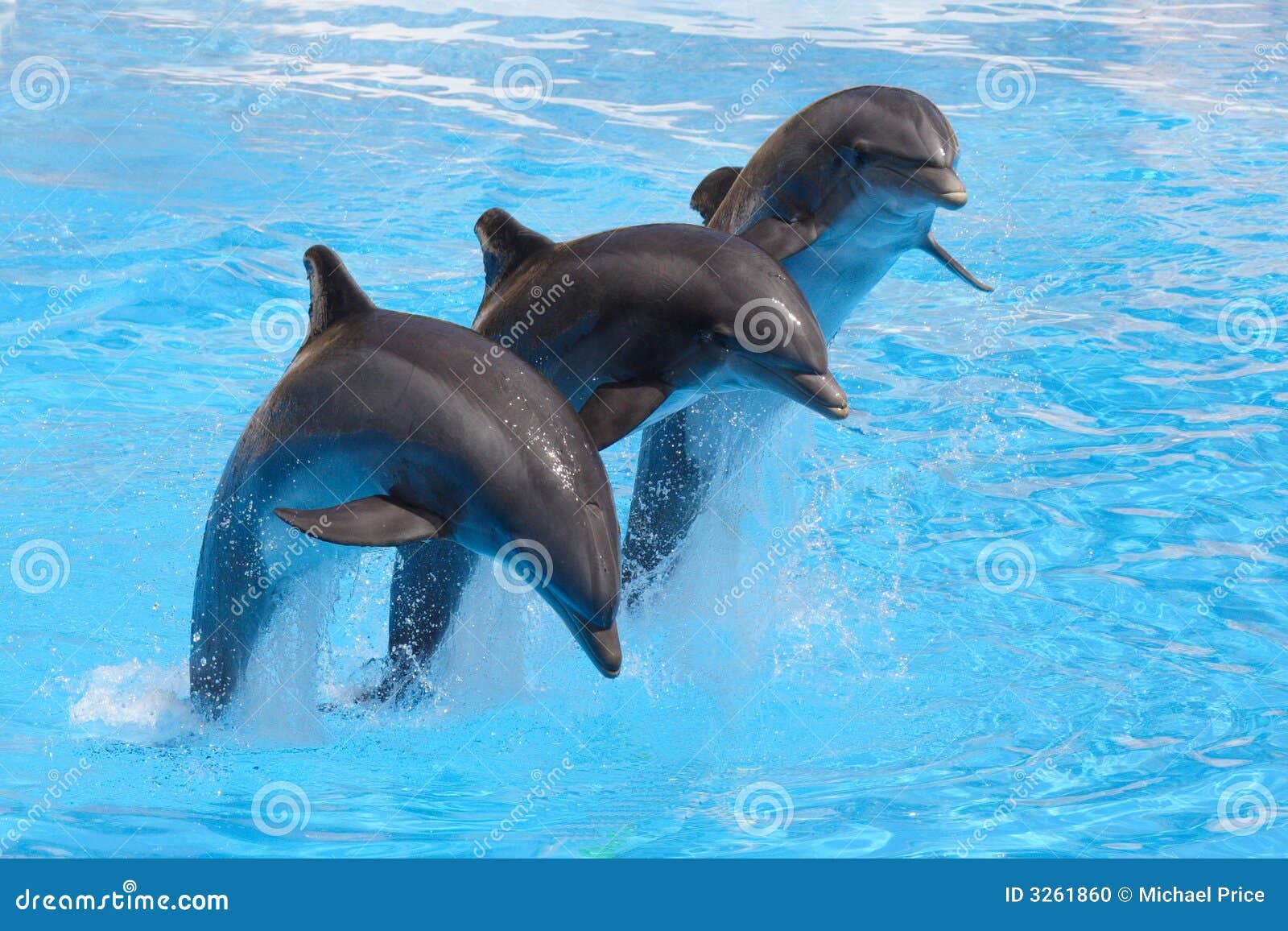 Performing Dolphins stock photo. Image of happy, leaping - 3261860