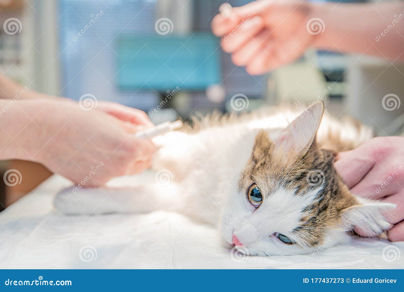 Performing an Injection To a Cat at a Vet Clinic Stock Image - Image of ...