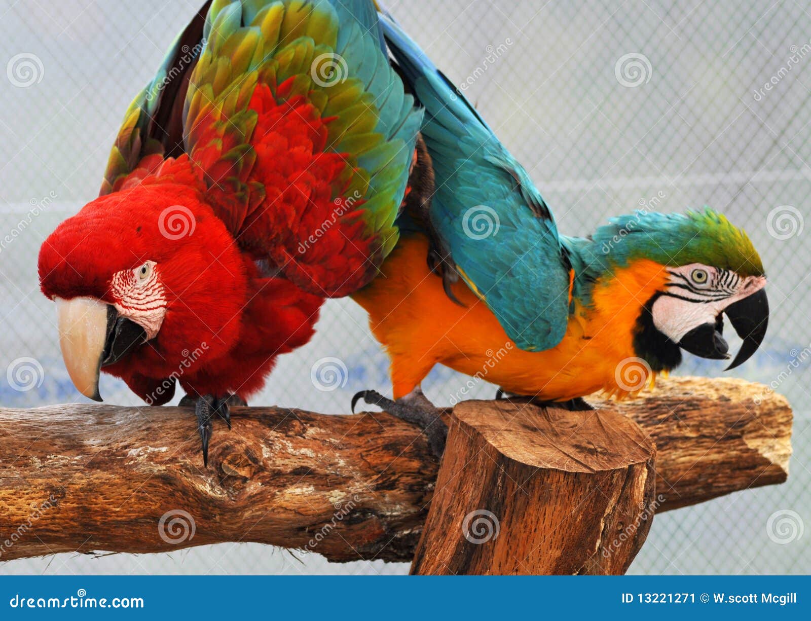 Performing Macaw Parrots stock image. Image of ruffling - 13221271
