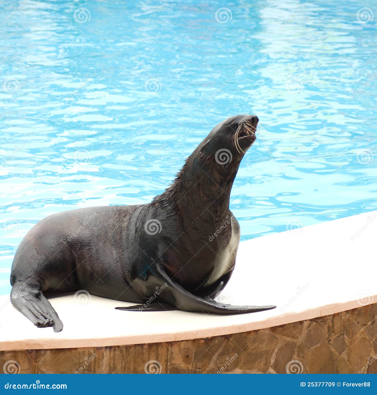 Performing seal stock image. Image of cute, shore, pole - 25377709