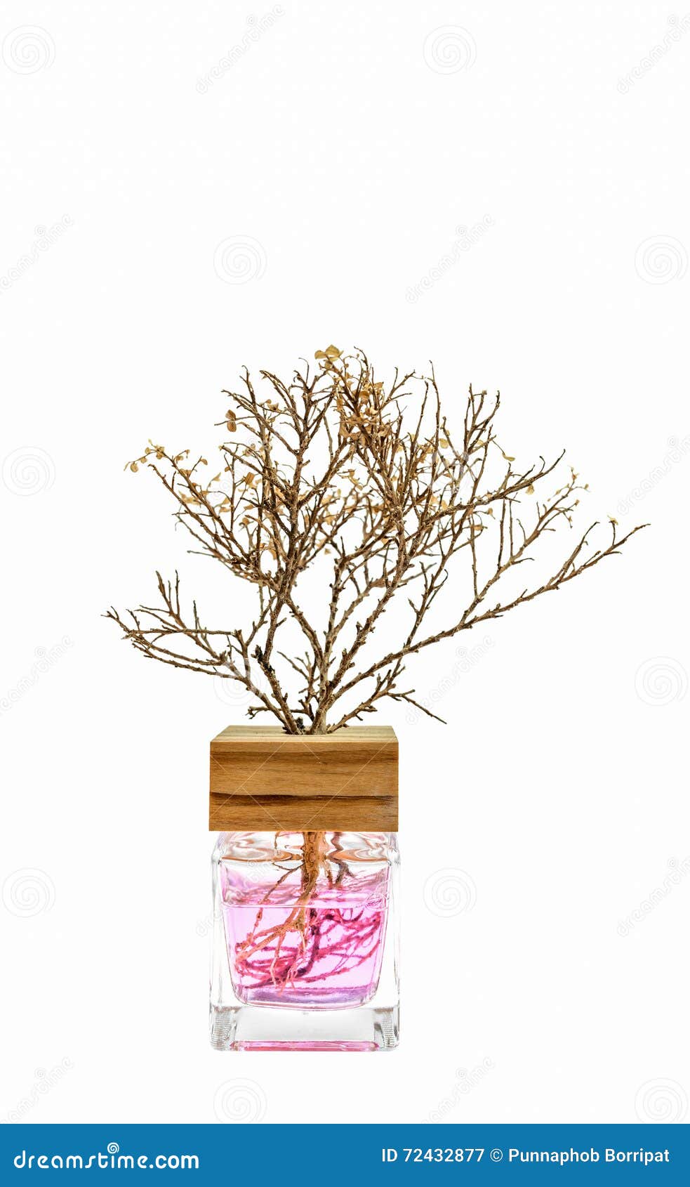 Perfume bottle tree aroma stock image. Image of treatment - 72432877
