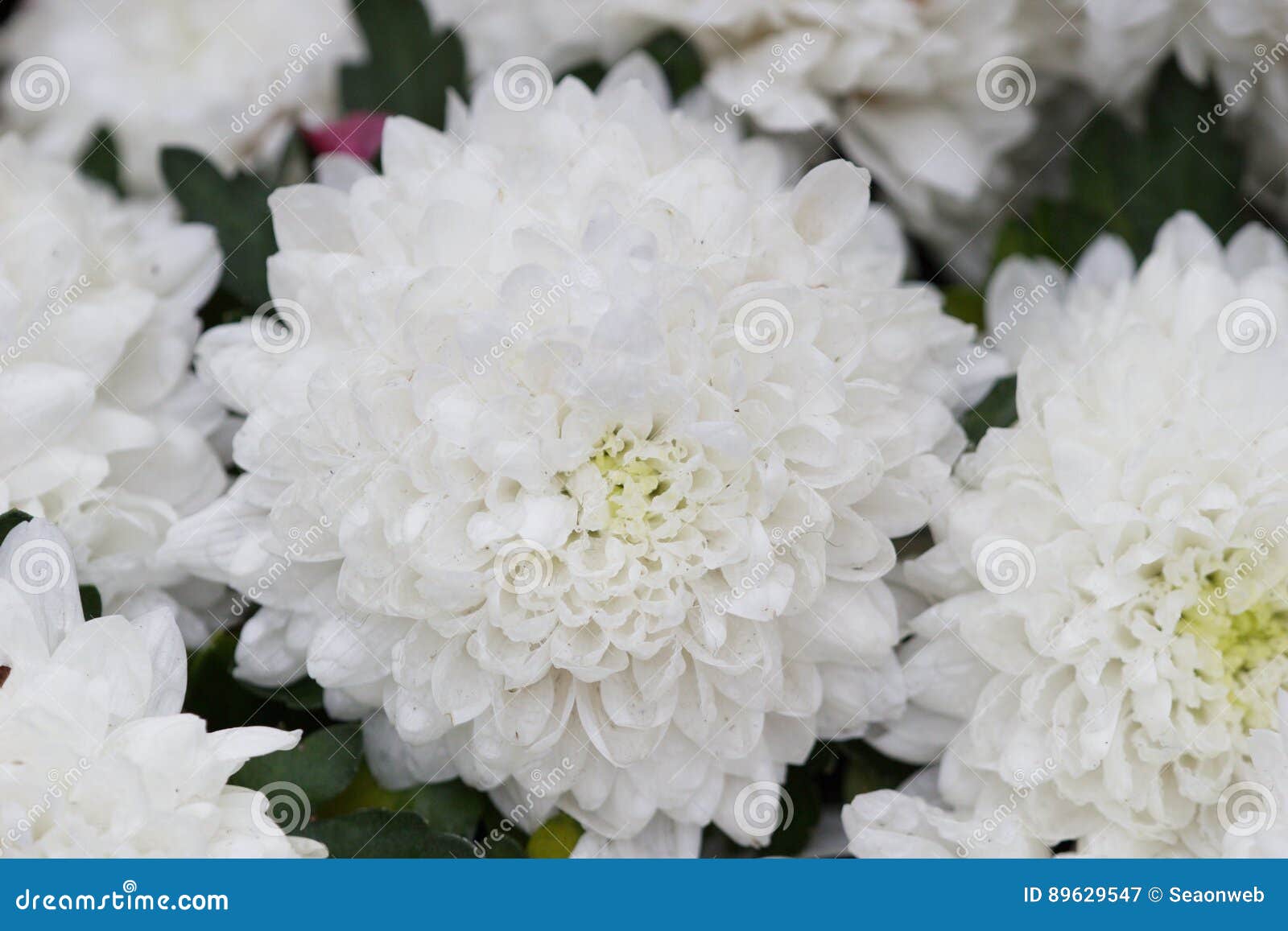 Perfume Flower Tree at the Flower Show Stock Image - Image of flower ...
