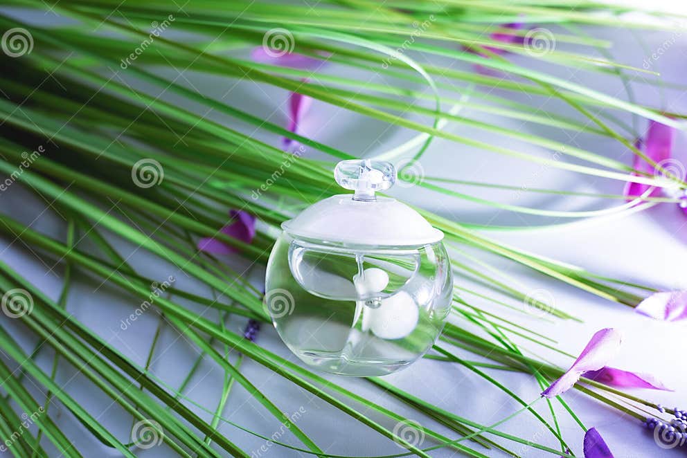 Perfume with green grass stock photo. Image of background - 155203780