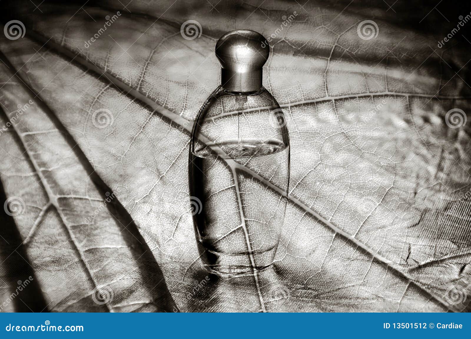Perfume on leaf stock photo. Image of bathe, female, aromatherapy ...