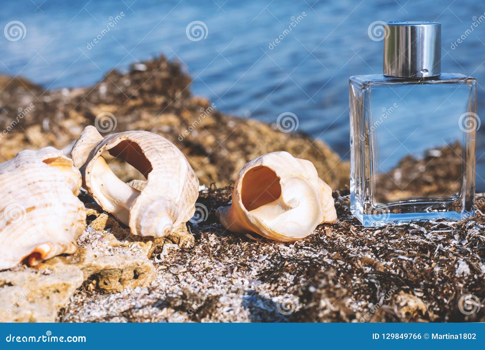 Perfume and seashells stock photo. Image of close, concept - 129849766
