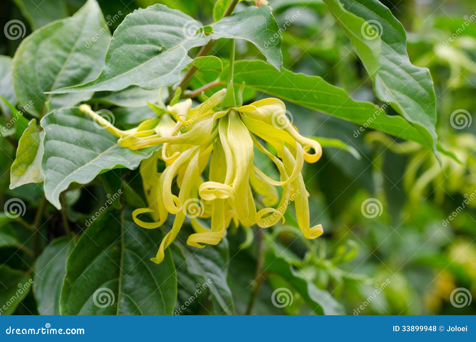 Perfume Tree Picture. Image: 33899948