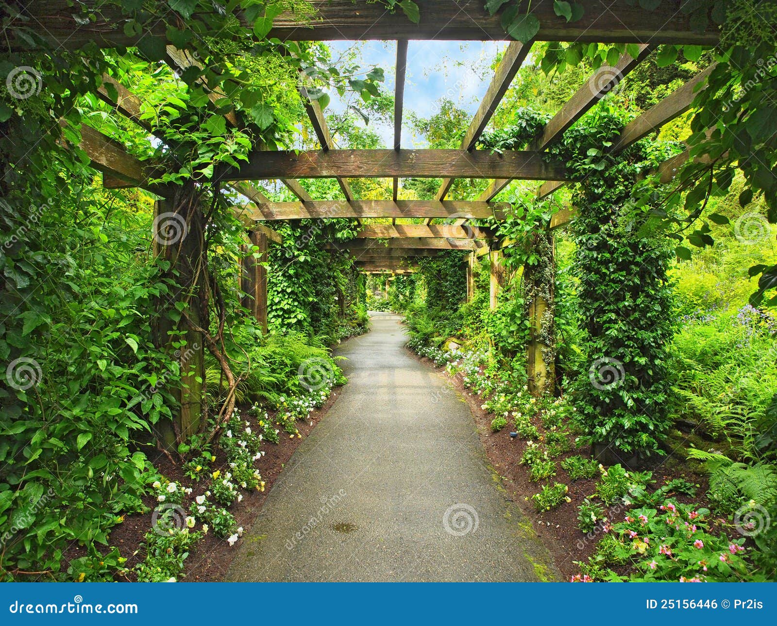 Pergola passage stock photo. Image of plants, wedding - 25156446