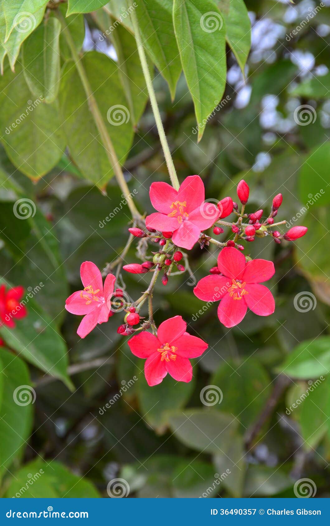 Pergrina (Jatropha Integerrima) Stock Image - Image of colours, plants ...