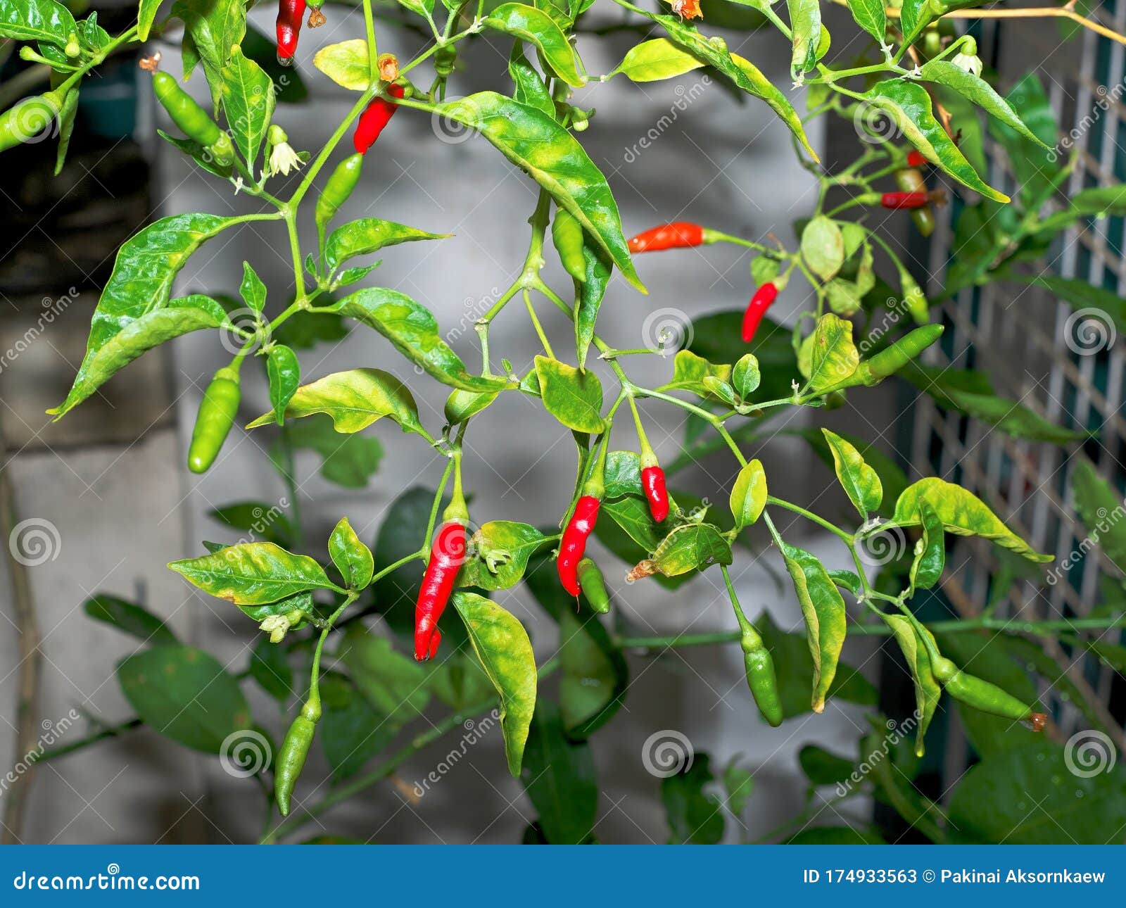 Peri peri pepper stock image. Image of forest, chilies - 174933563