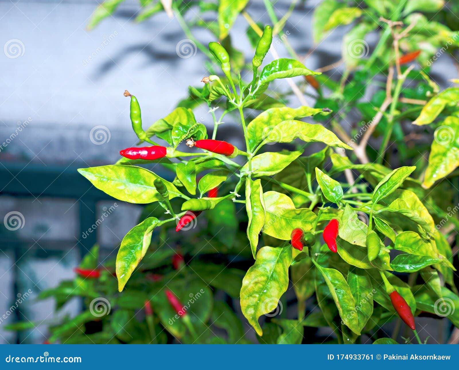 Peri peri pepper stock image. Image of sanctumwilld - 174933761