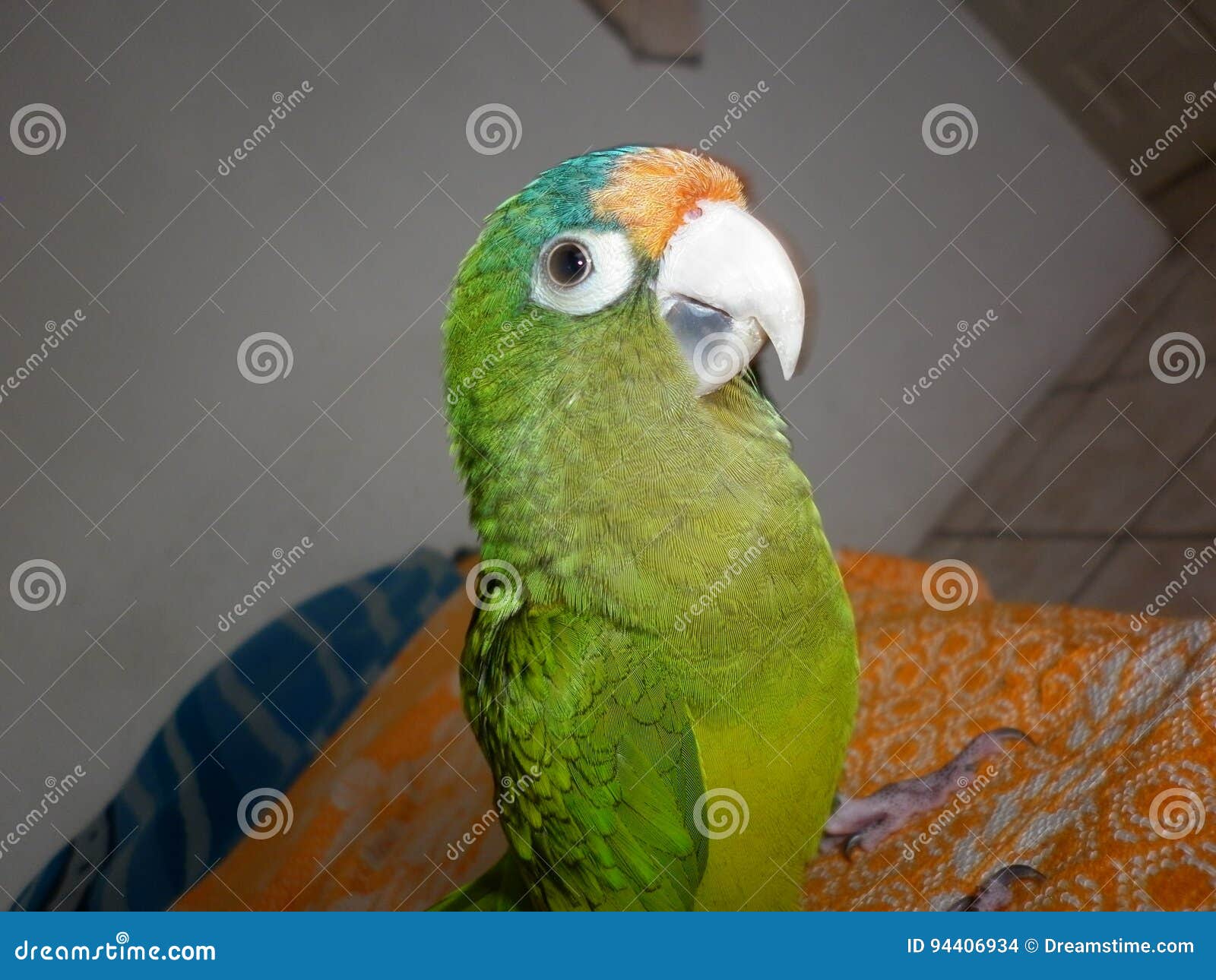 Perica stock photo. Image of little, bird, lovely, purity - 94406934