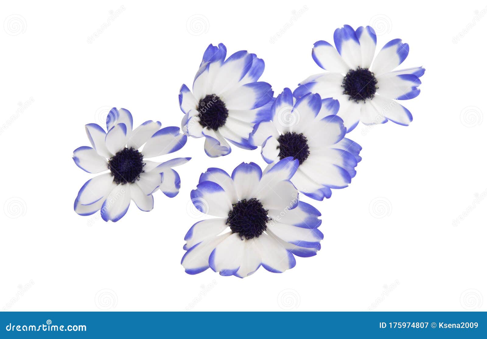 Pericallis Unusual Flower Isolated Stock Image - Image of flowers ...