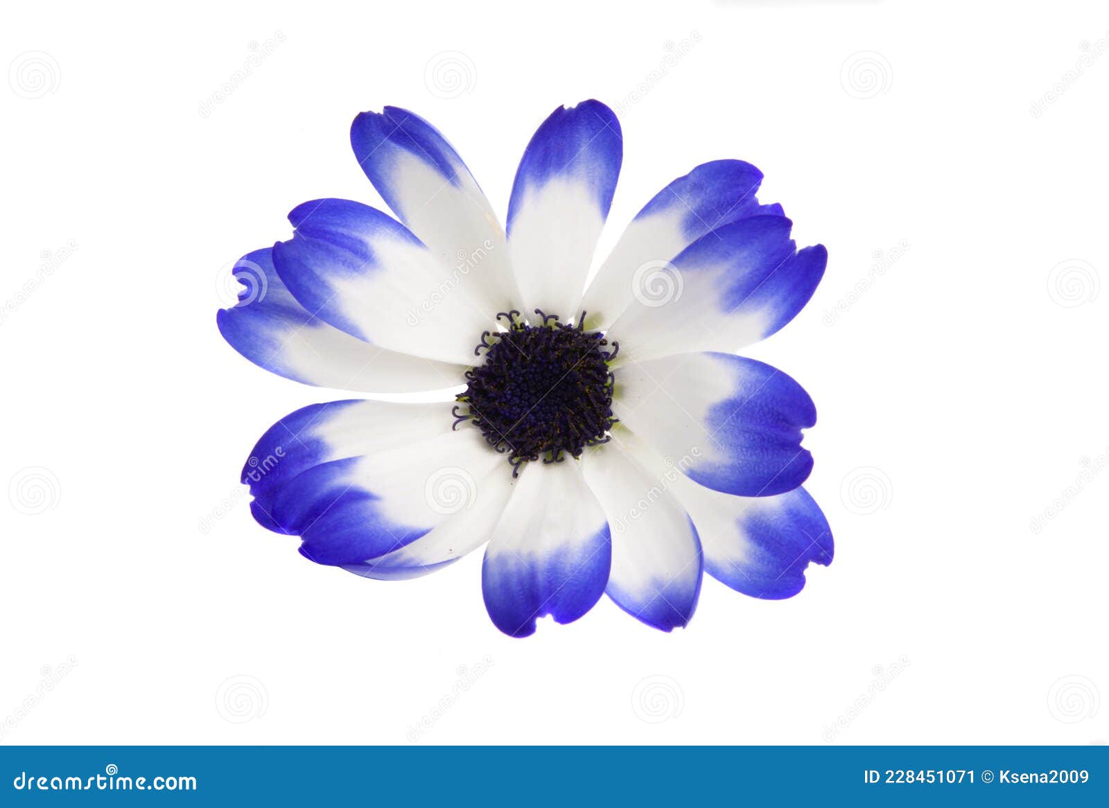 Pericallis Senetti Isolated Stock Image - Image of hybrida, floral ...