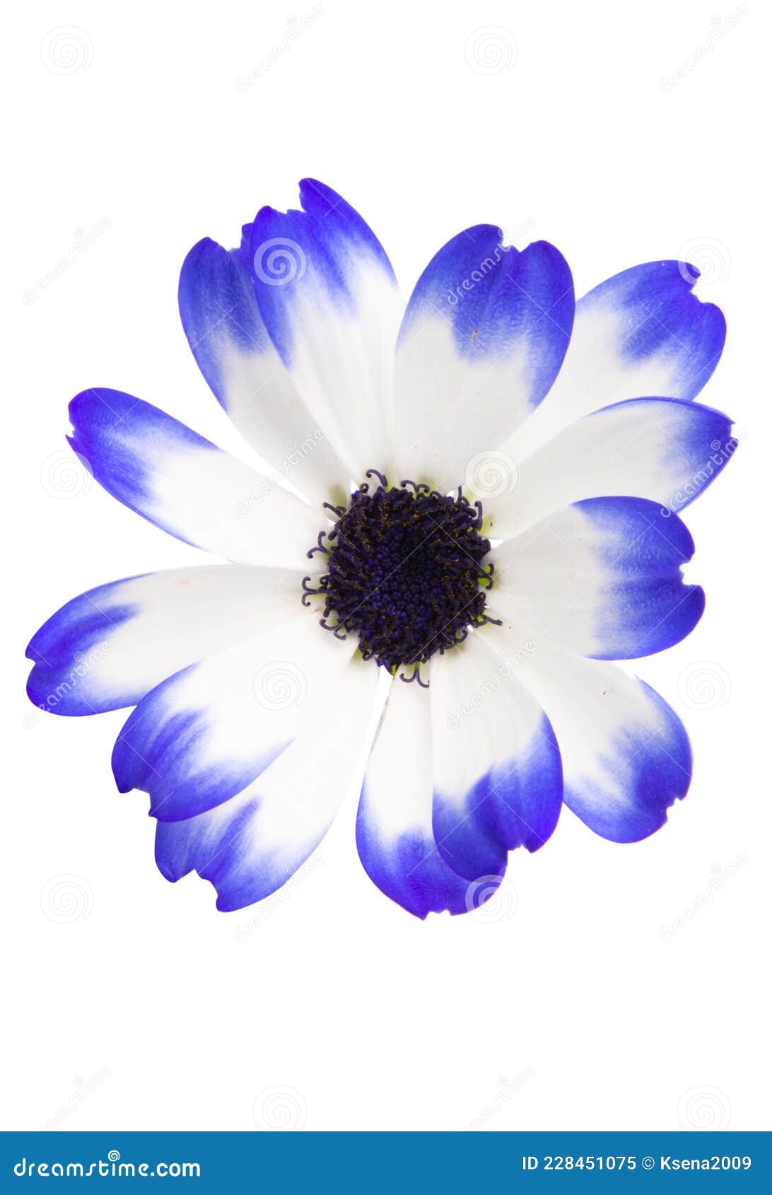Pericallis Senetti Isolated Stock Image - Image of closeup, background ...
