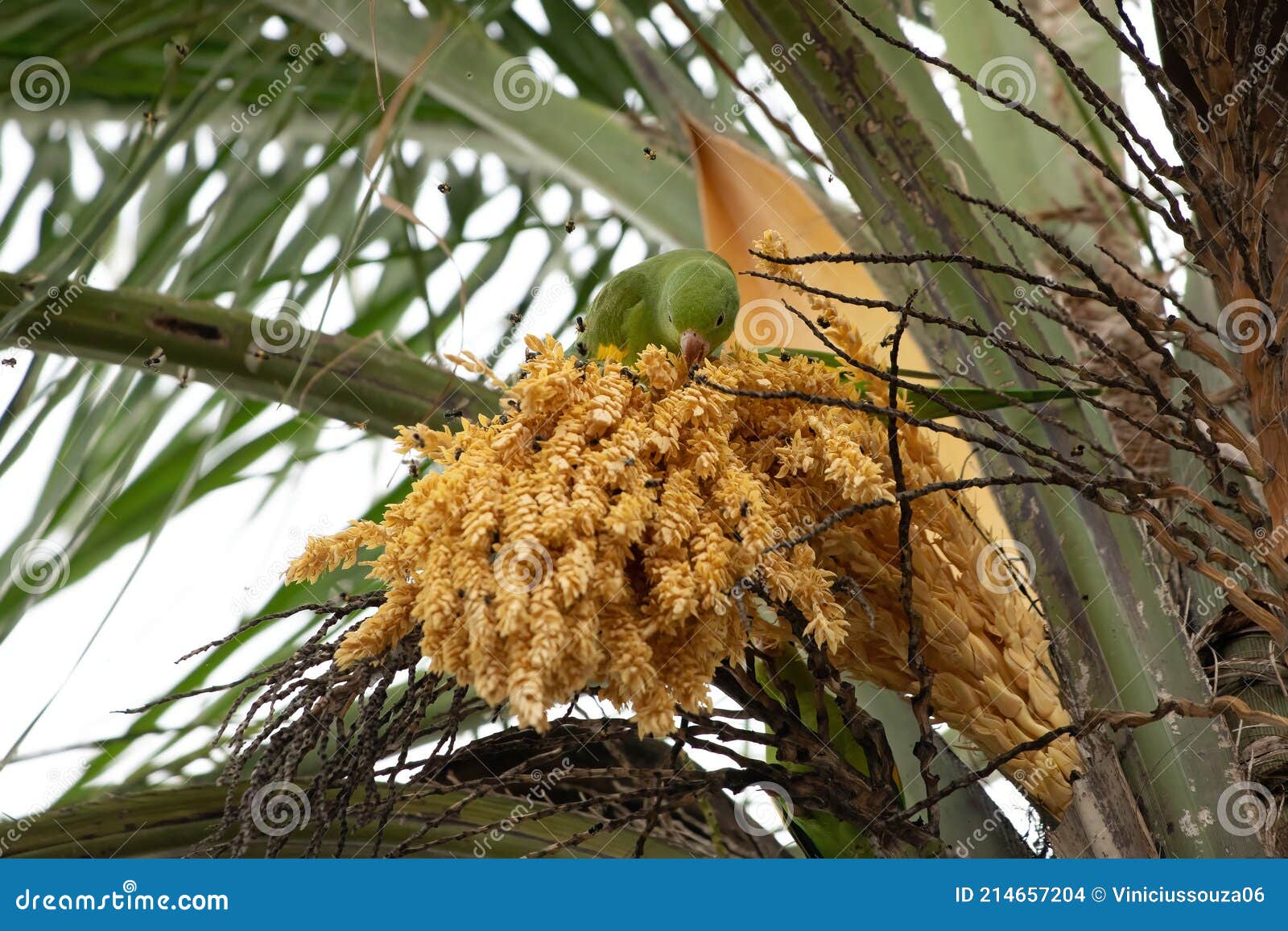 Perico amarillo foto de archivo. Imagen de animal, avituallamiento ...