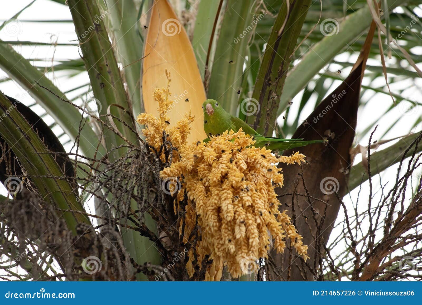 Perico amarillo foto de archivo. Imagen de pluma, avituallamiento ...