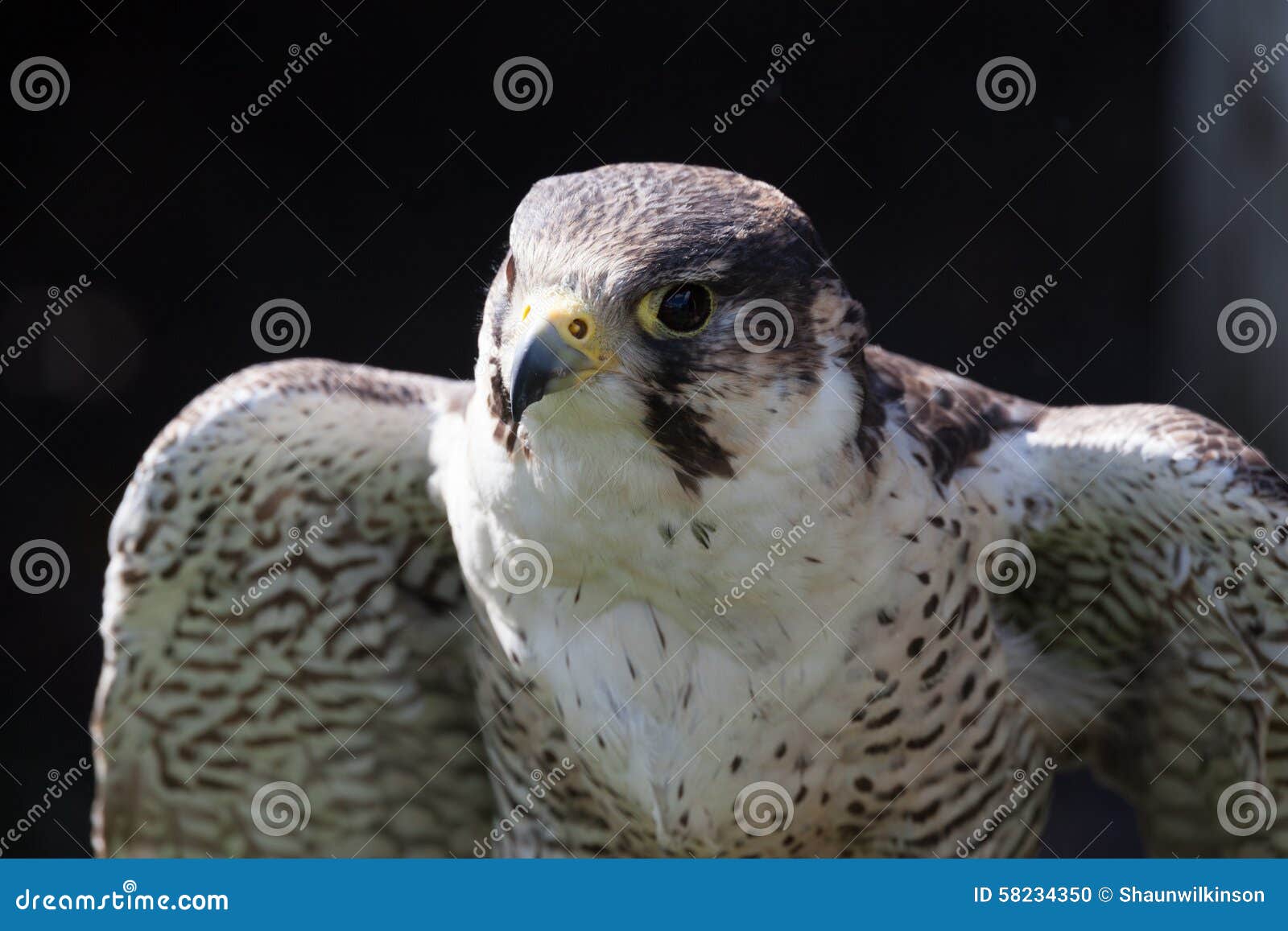 Perigrine falcon stock photo. Image of peregrine, head - 58234350