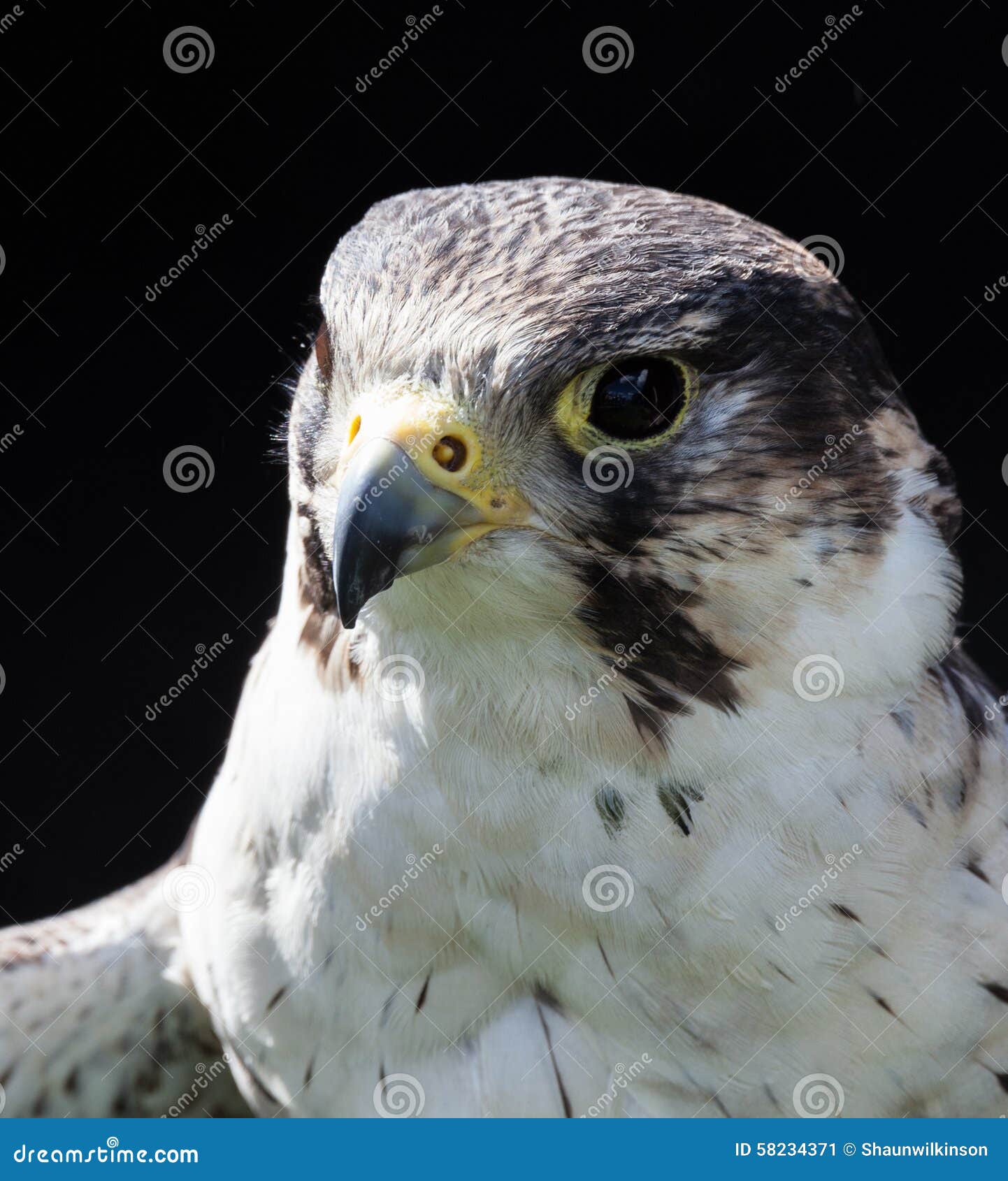 Perigrine falcon stock image. Image of animal, falco - 58234371