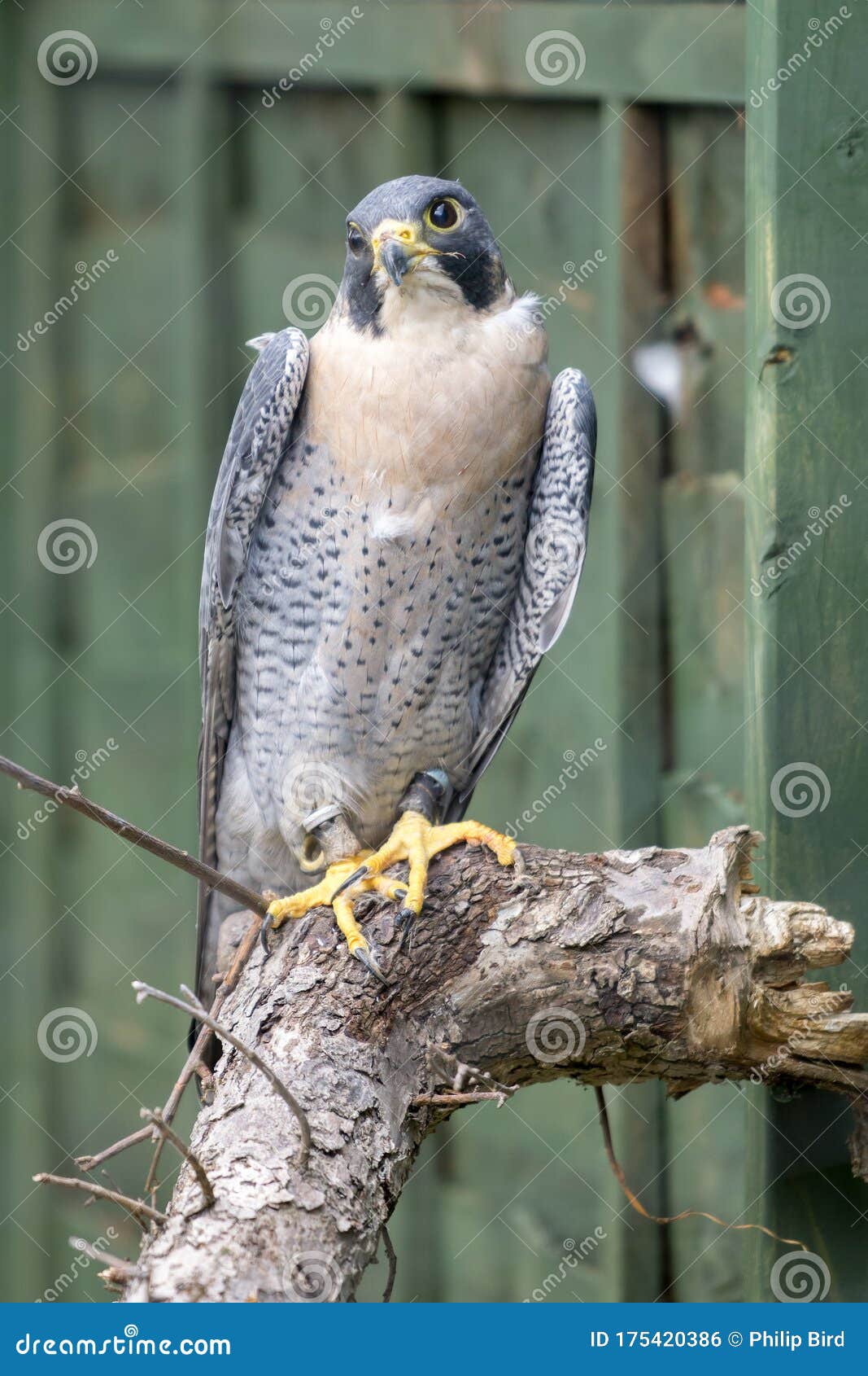 Perigrine Falcon Perching on a Dead Tree Stock Photo - Image of avian ...