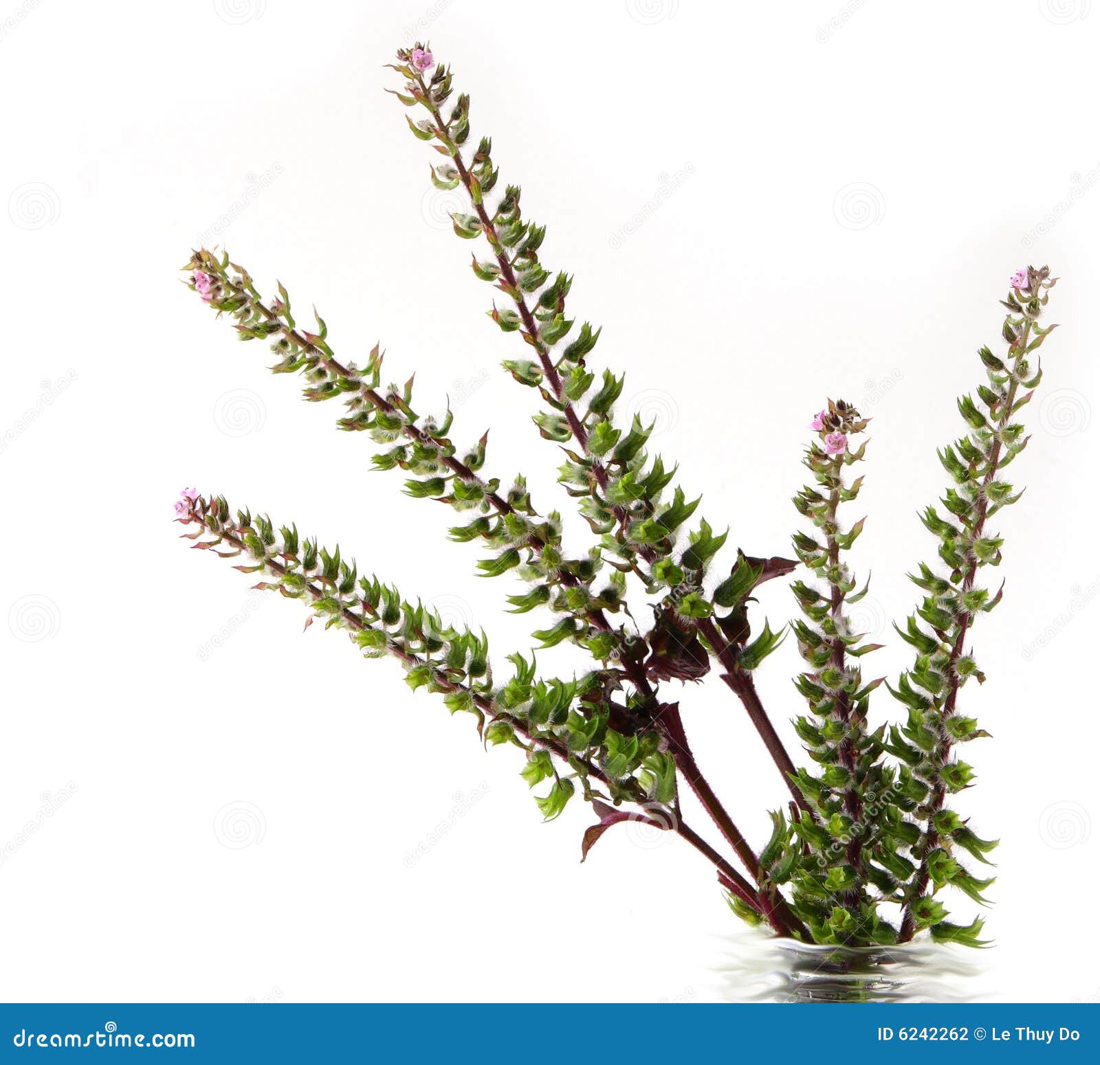 Perilla Flower stock photo. Image of isolated, menthol - 6242262