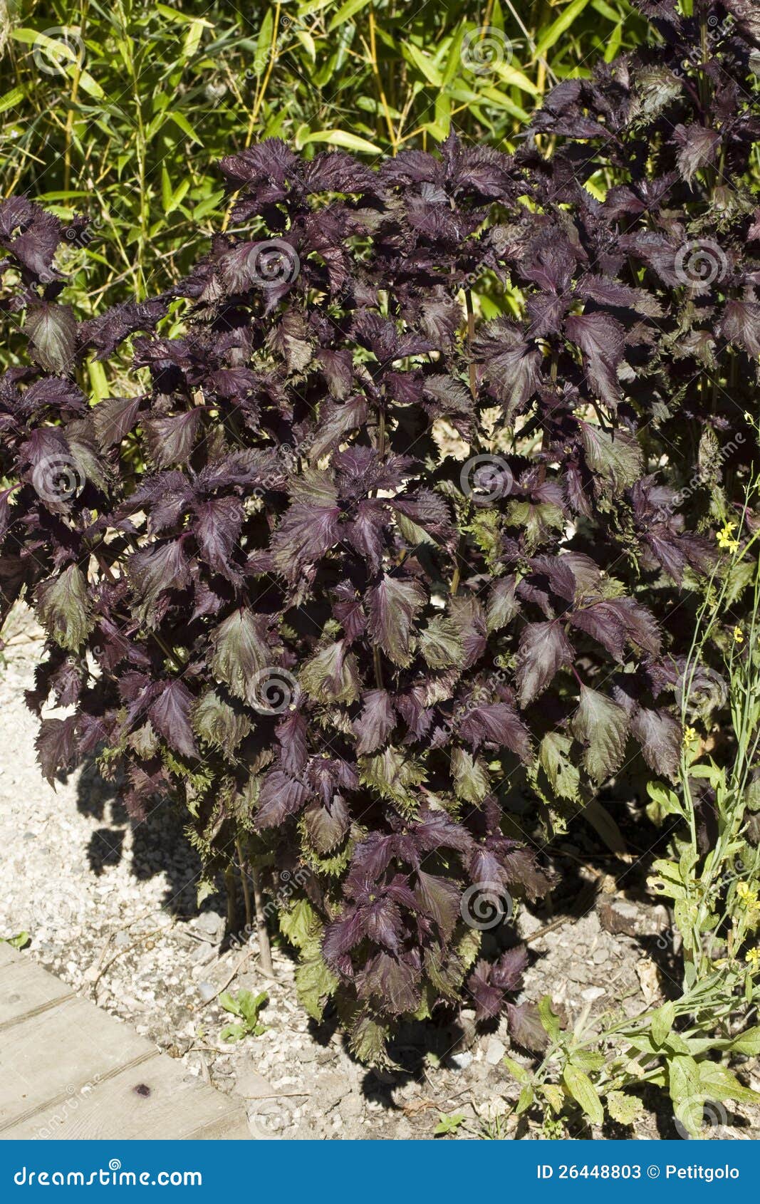 Perilla frutescens stock image. Image of botany, sesame - 26448803