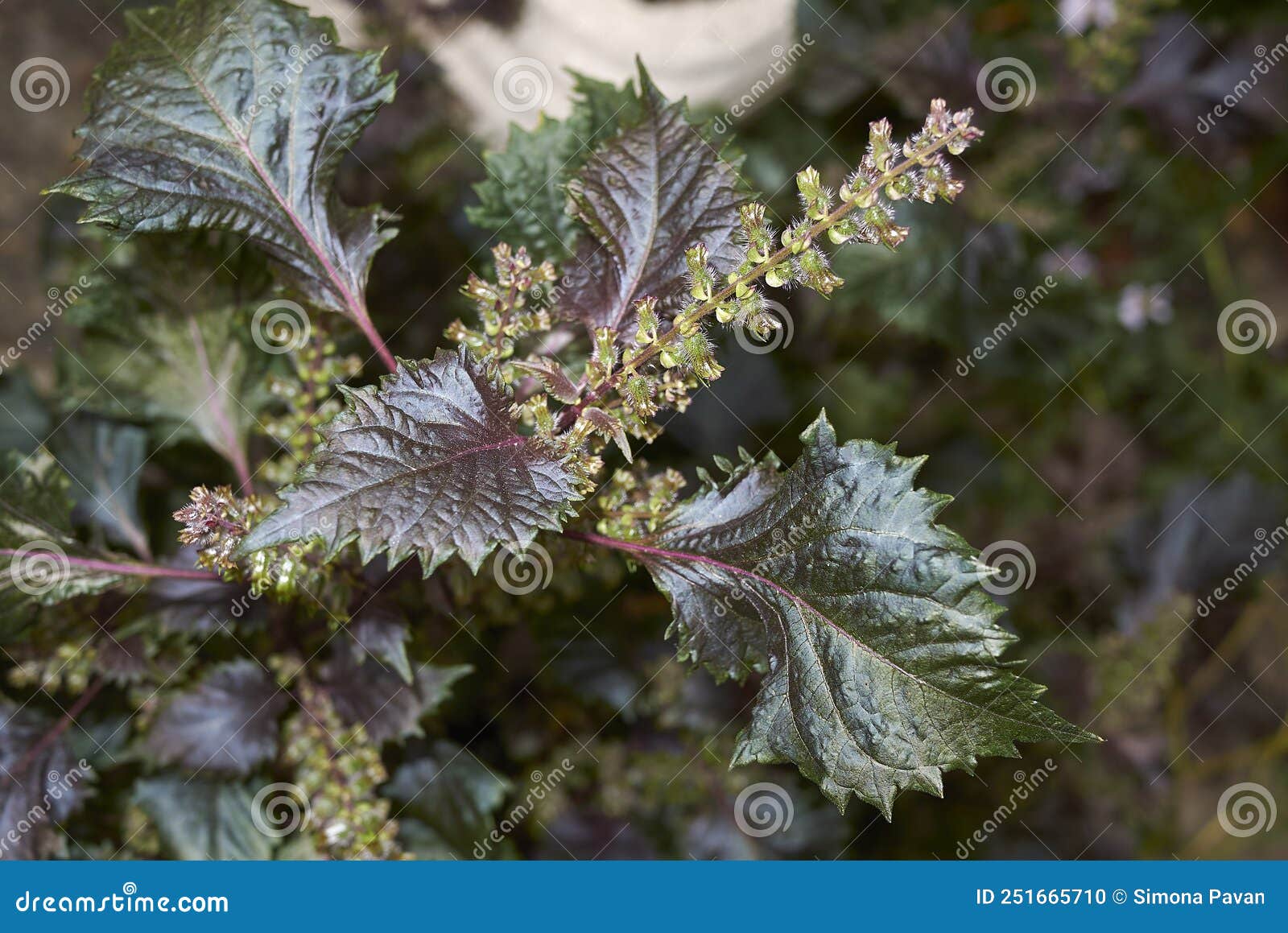Perilla frutescens crispa foto de stock. Imagem de jardim - 251665710