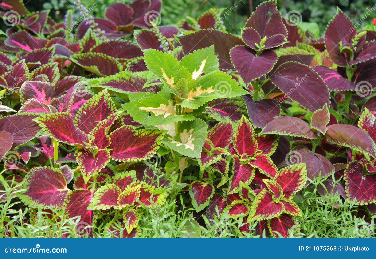 Perilla Frutescens in a Garden Stock Photo - Image of healthy ...