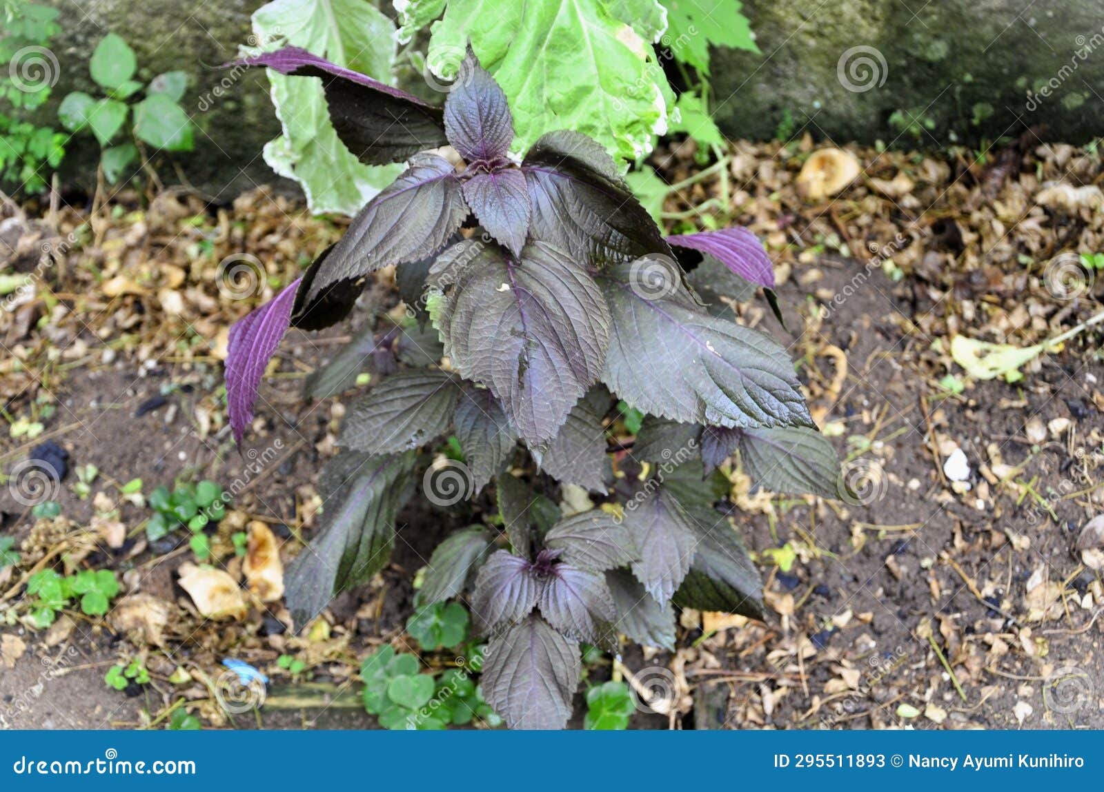 Perilla Frutescens (L.) Britton Growing in the Backyard Stock Image ...